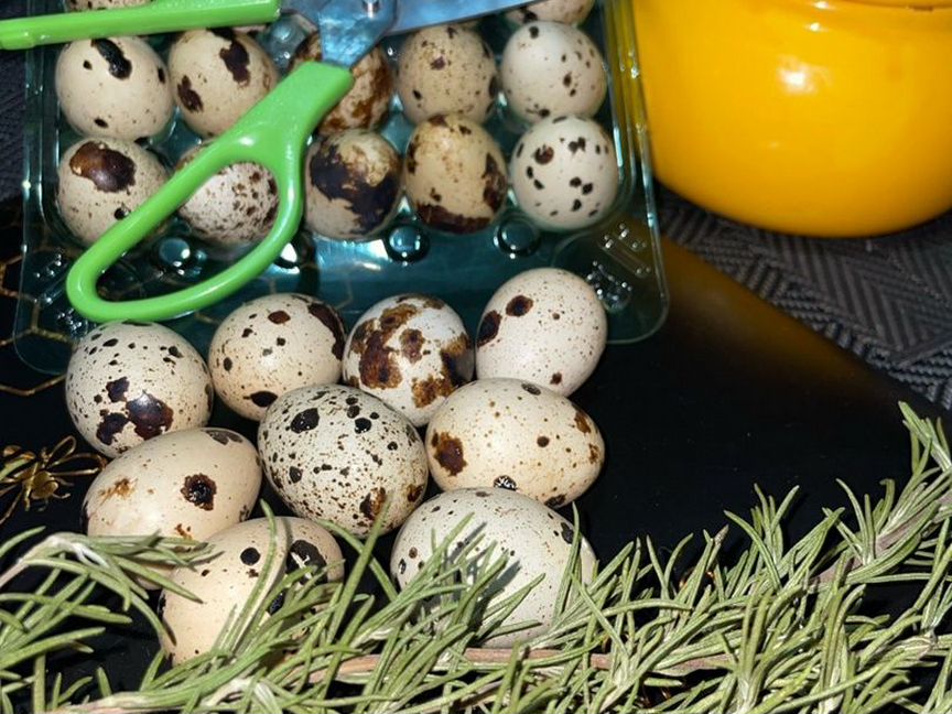 Яйцо перепела