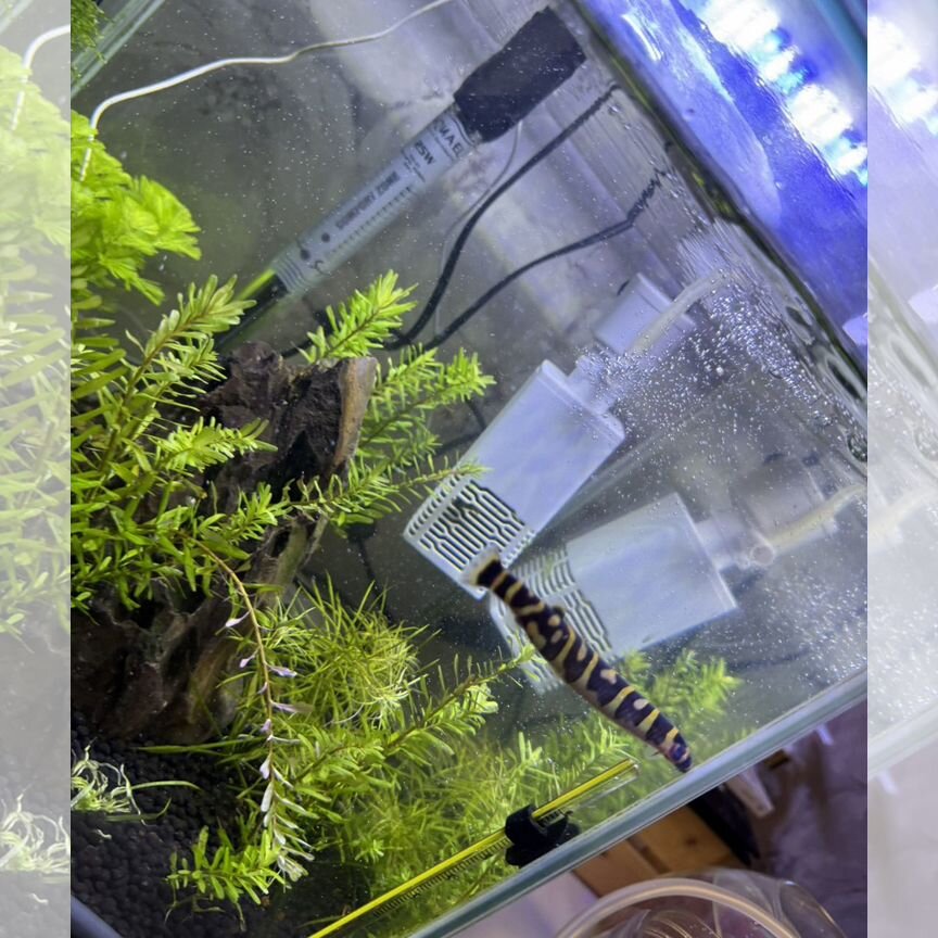 Акантофтальмус