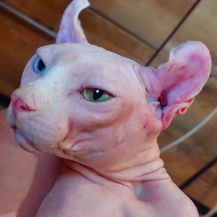 Вязка разноглазый эльф