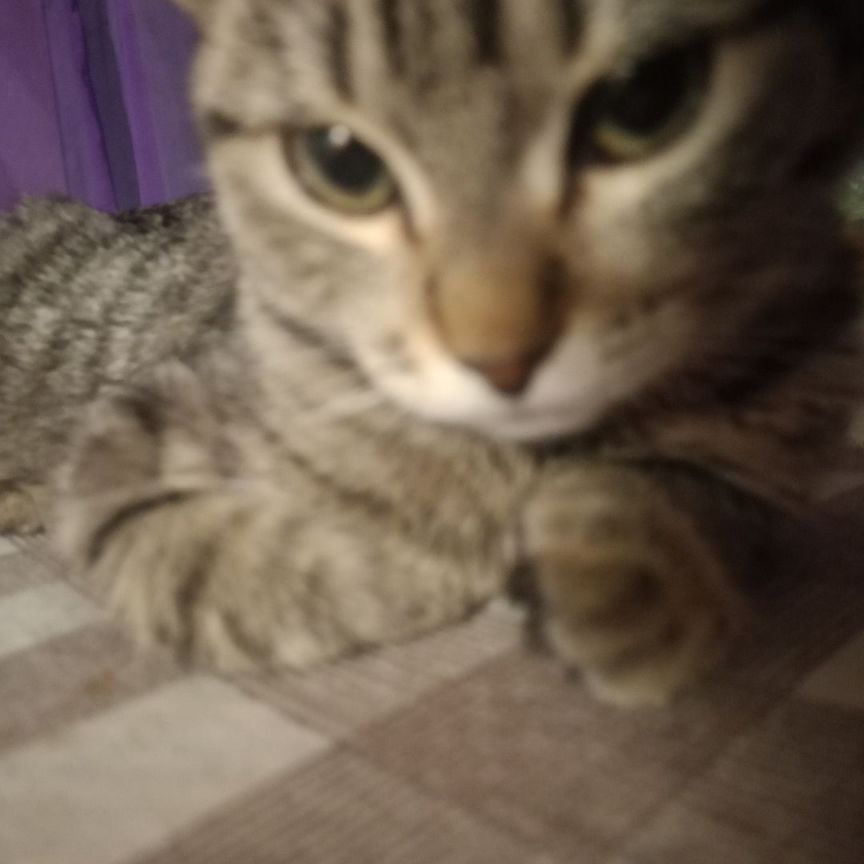 Отдам кошку в добрые руки