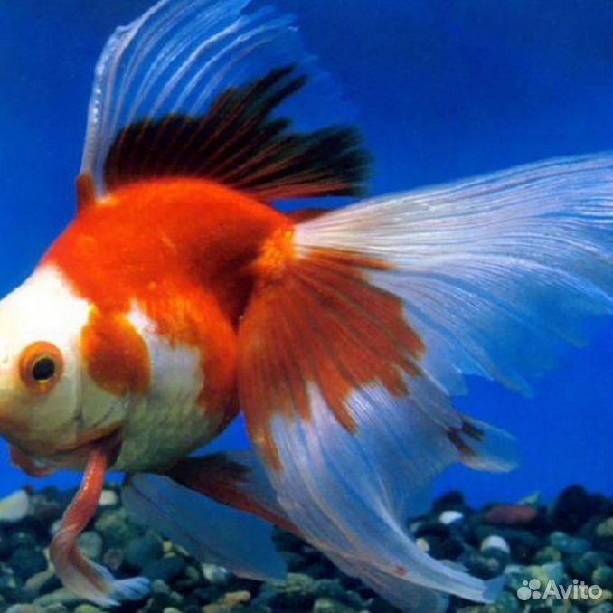 Риукин Красно-белый (L) (арт 1018)