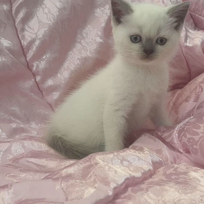 Шотландские котята
