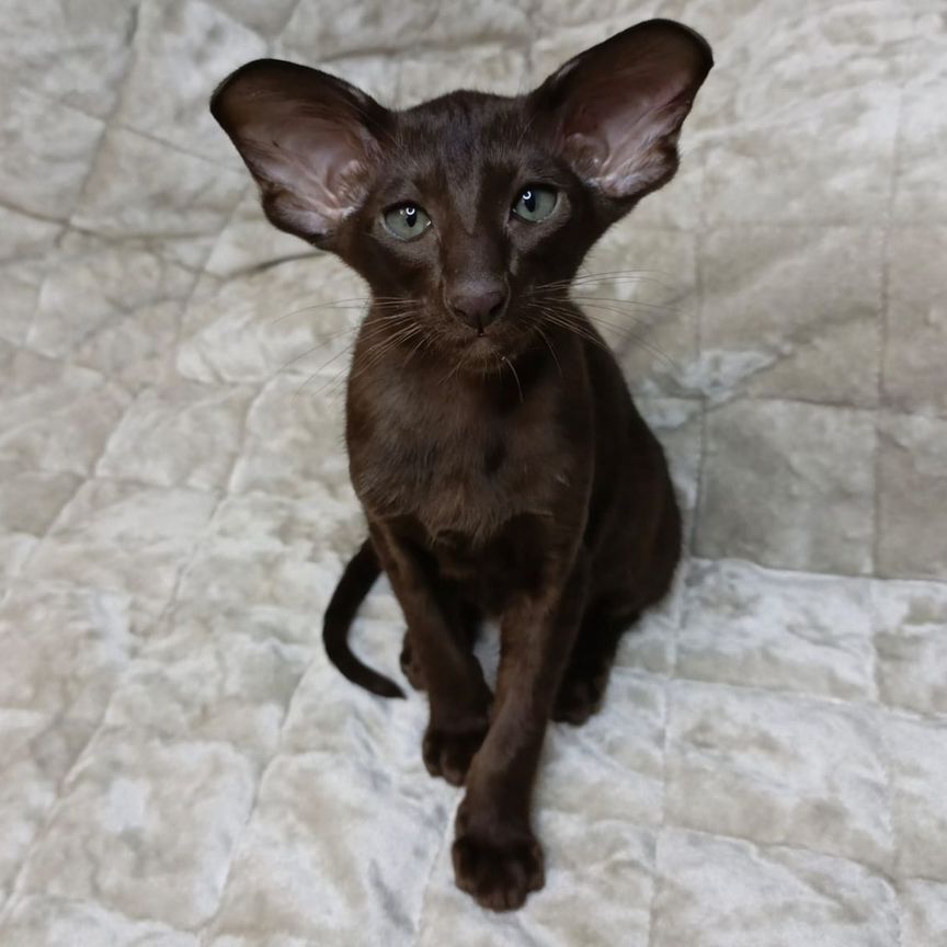 Ориентальная принцесса