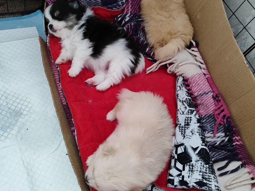 Щенки померанского шпица