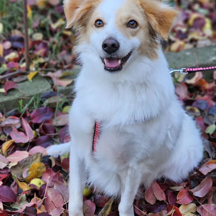 Собака в добрые руки