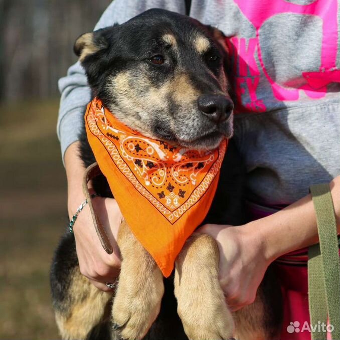 Макс ждет тебя в приюте