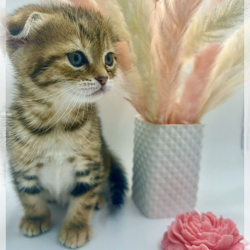 Продам шотландскую кошечку