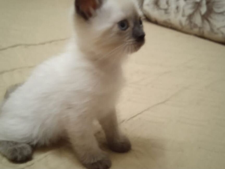 Невская Маскарадная котятки
