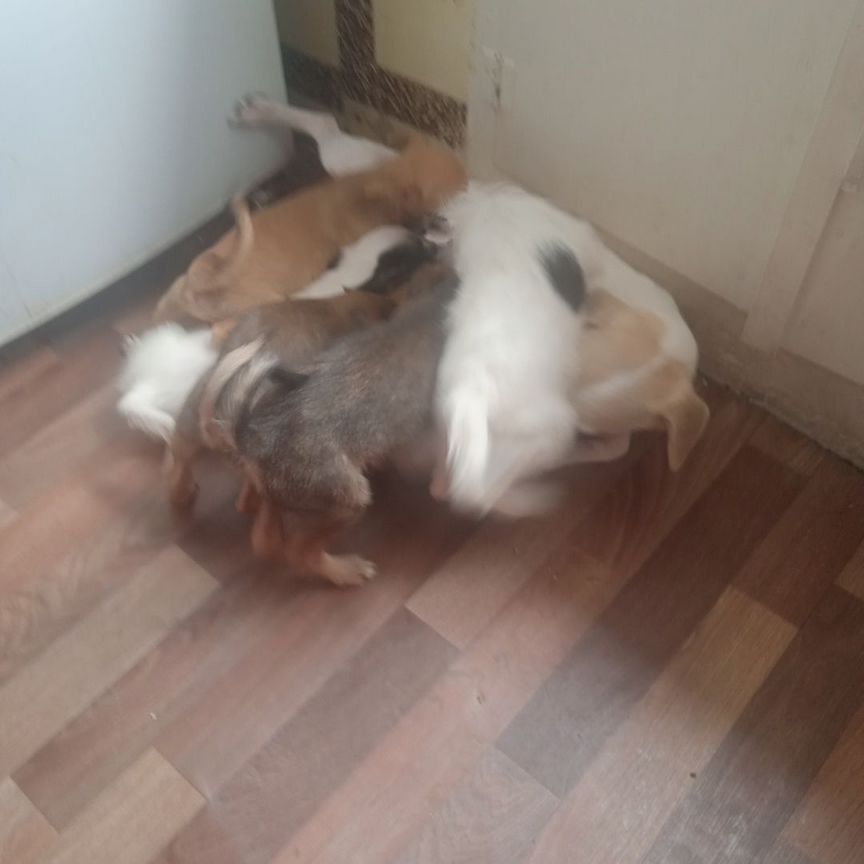 Ченки от маленькой собачки