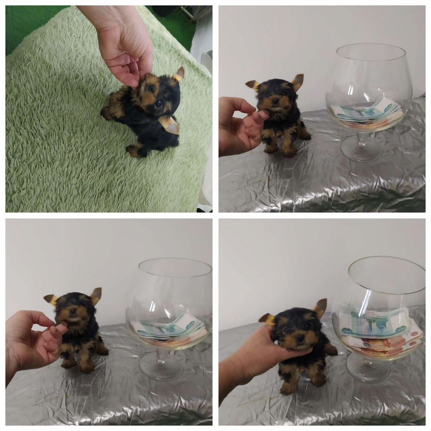 С Р О Ч Н О мини мальчик Йоркширский Доставка