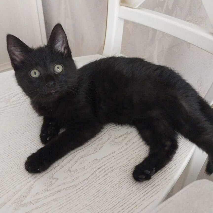 Красавчики в черном (2,5 мес)