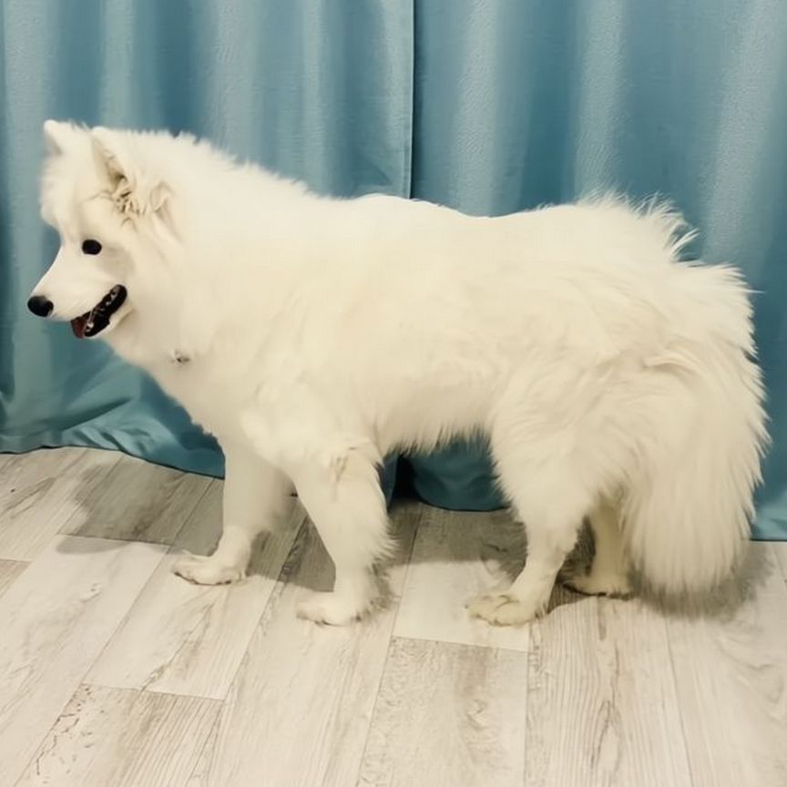 Щенок от частного владельца