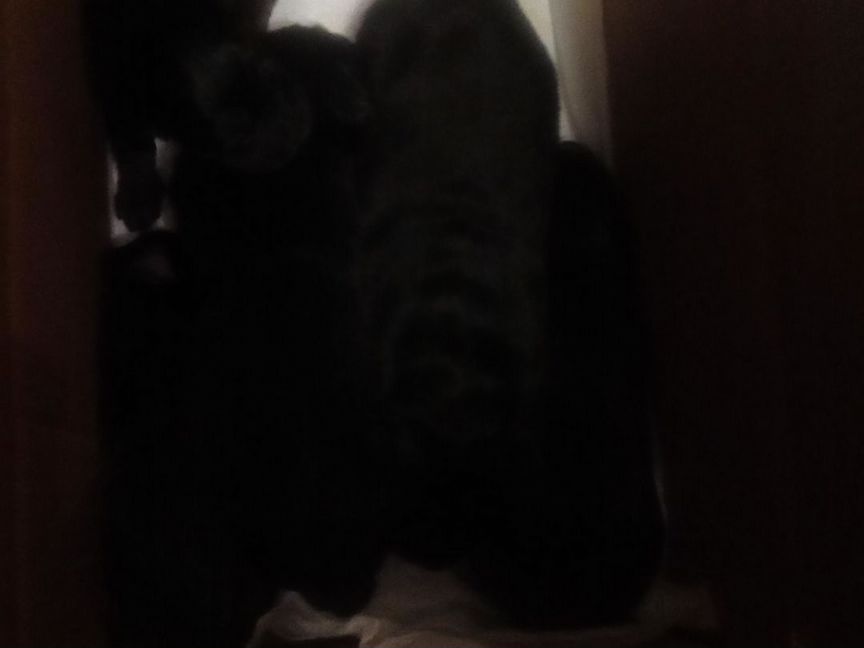 Тебецкий мастиф