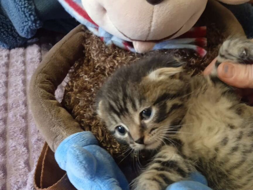 Кошка крошка и коты небывалой красоты