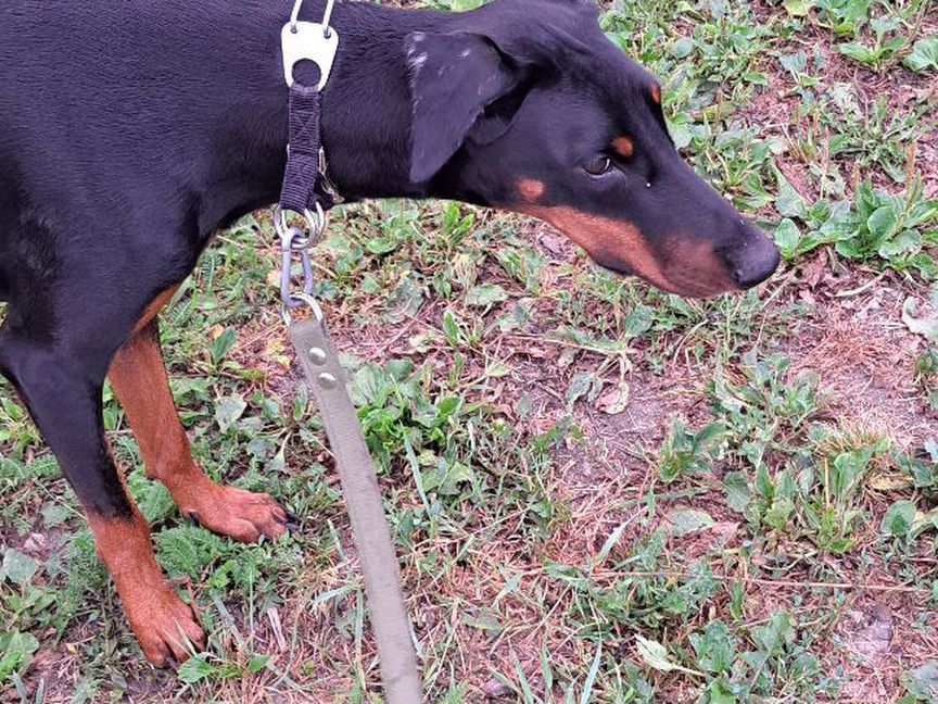 Собака доберман