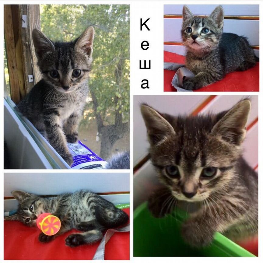 Милейший Кеша в дар