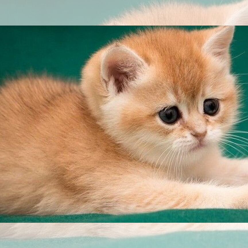 Девочка шиншилла 1.5 мес