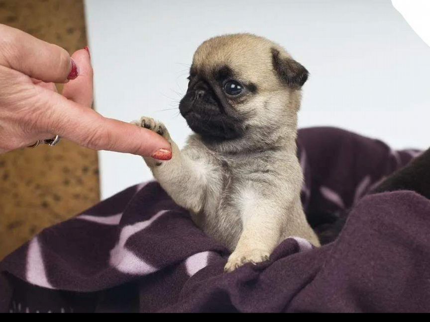 Мопс, мини мопс