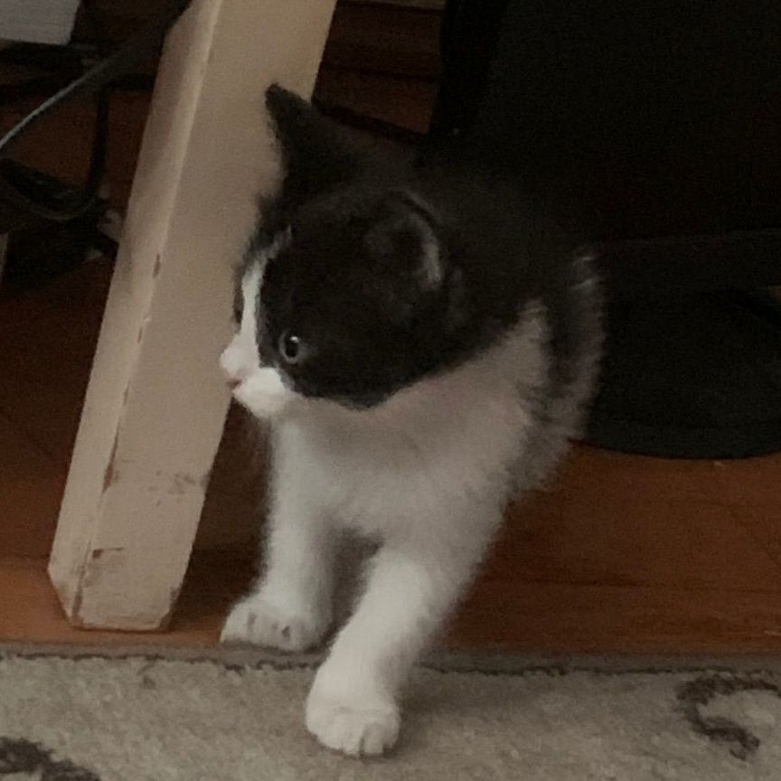 Котёнок в добрые руки