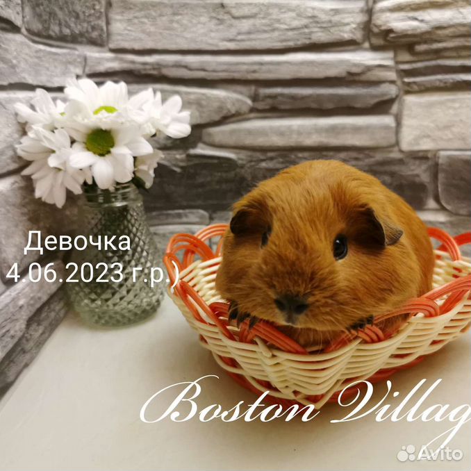 Морская свинка девочка Калифорния