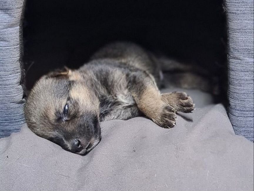 Щенок в добрые руки бесплатно