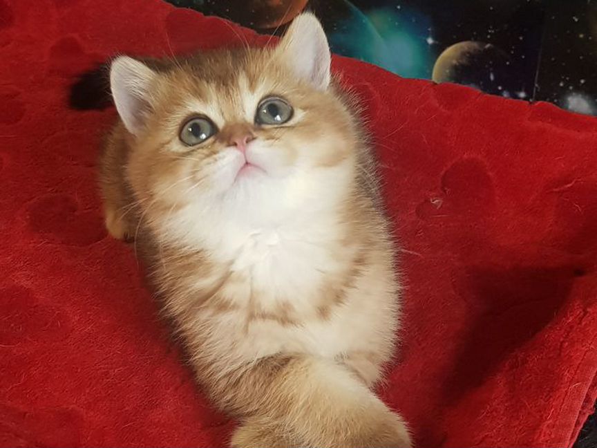 Золотой крупный котик