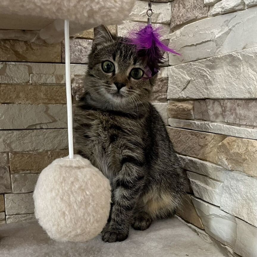 Котенок девочка в добрые руки