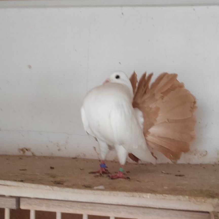 Продажа голубей