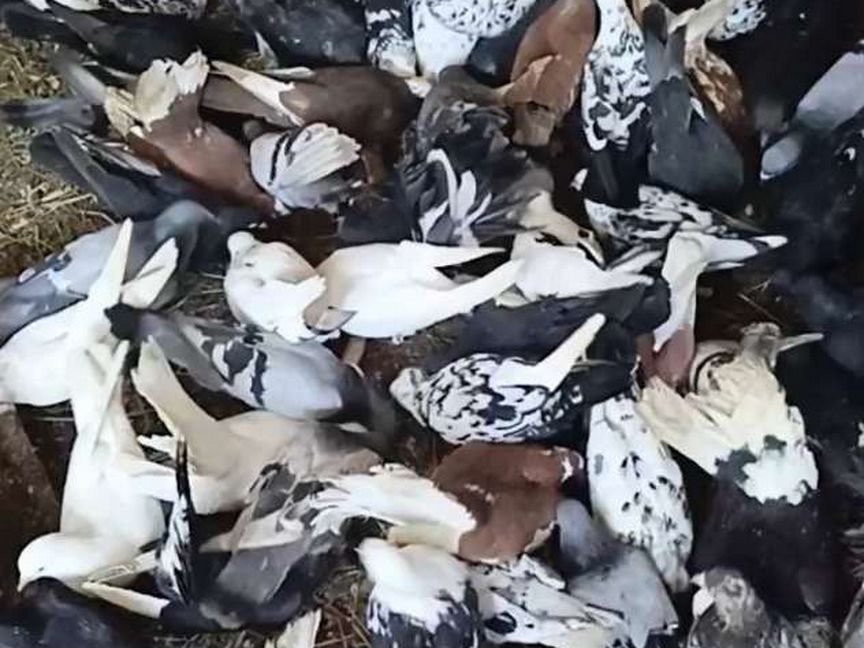 Бойные голуби