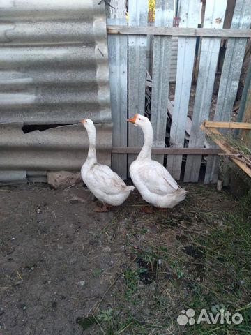 Гусь и гусыня