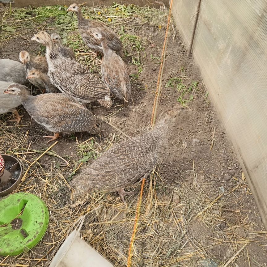 Индюшата месяц 2 штуки