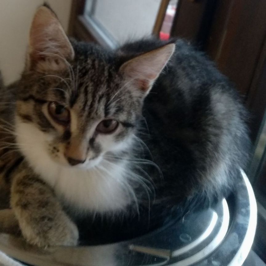 Котёнок от частного владельца