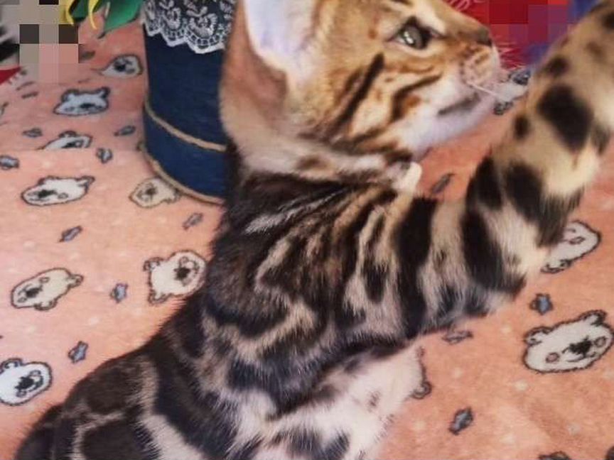 Бенгальская кошечка