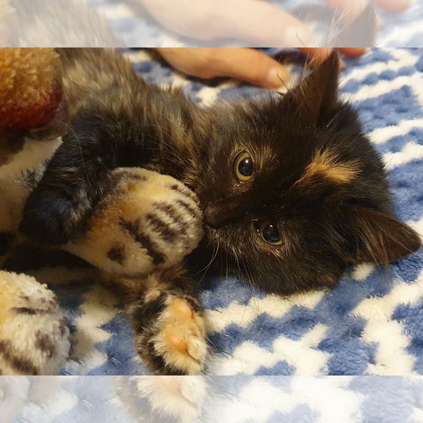 Очаровательная Буся (2 мес.)в добрые руки