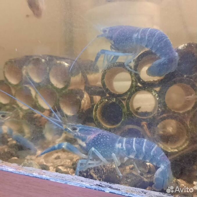 Австралийские красноклешневые раки