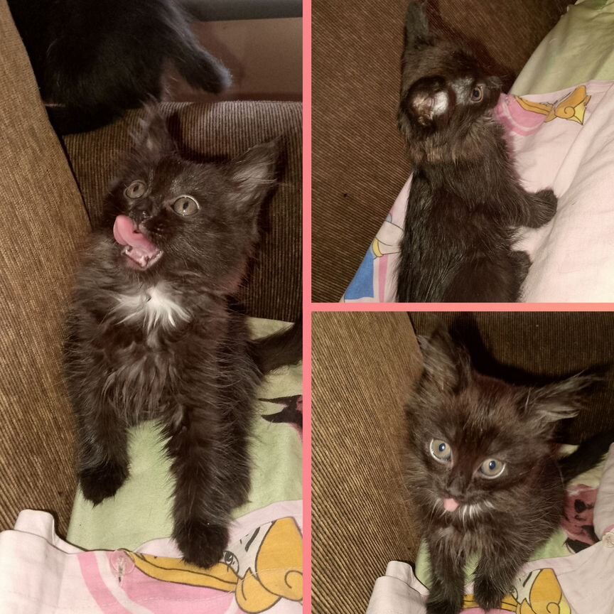 Котята в добрые руки бесплатно