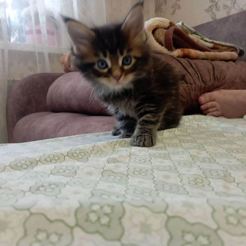 Продам мейкуна