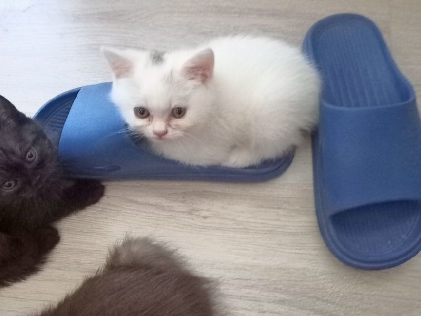 Продаются котята. Шотландцы