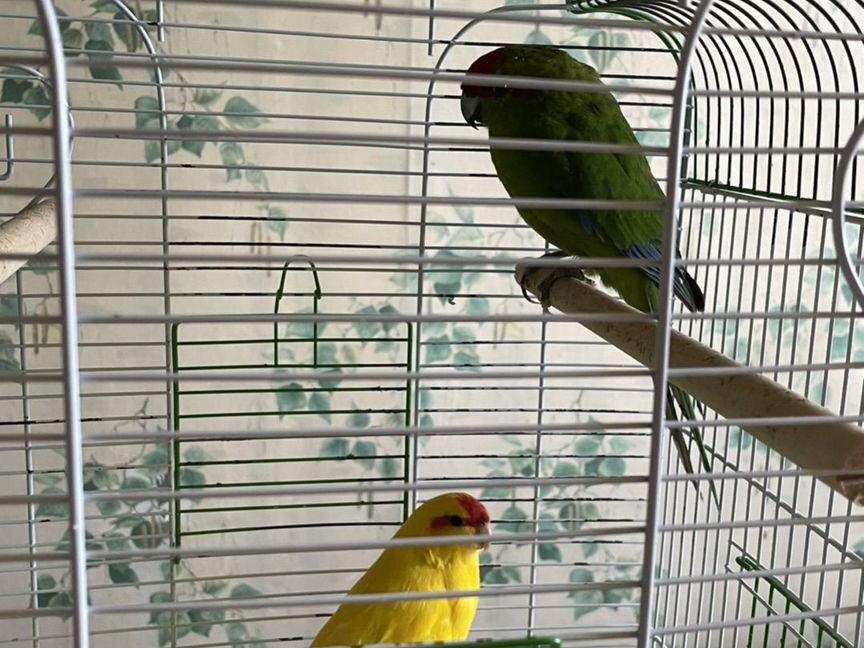 Попугай какарик