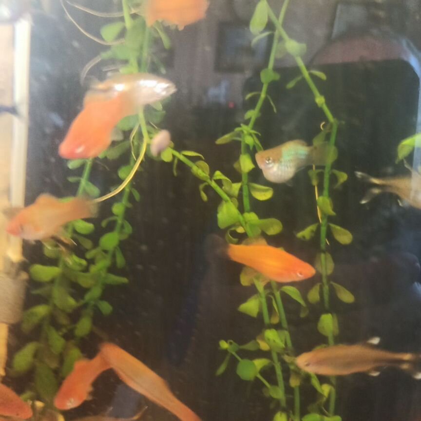 Меченосцы подростки