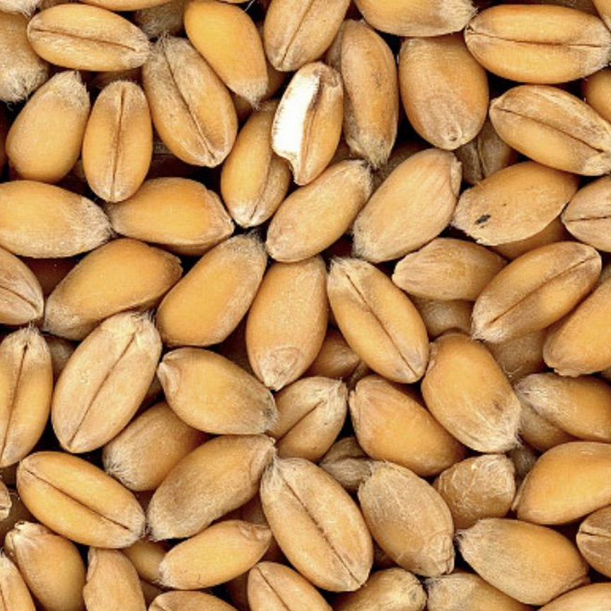 Зерно пшеница 4 классв наличии 150 т