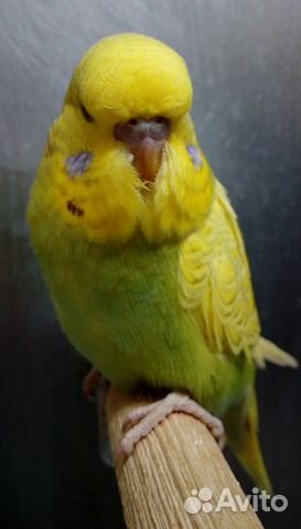 Зелёный попугайчик птенчик