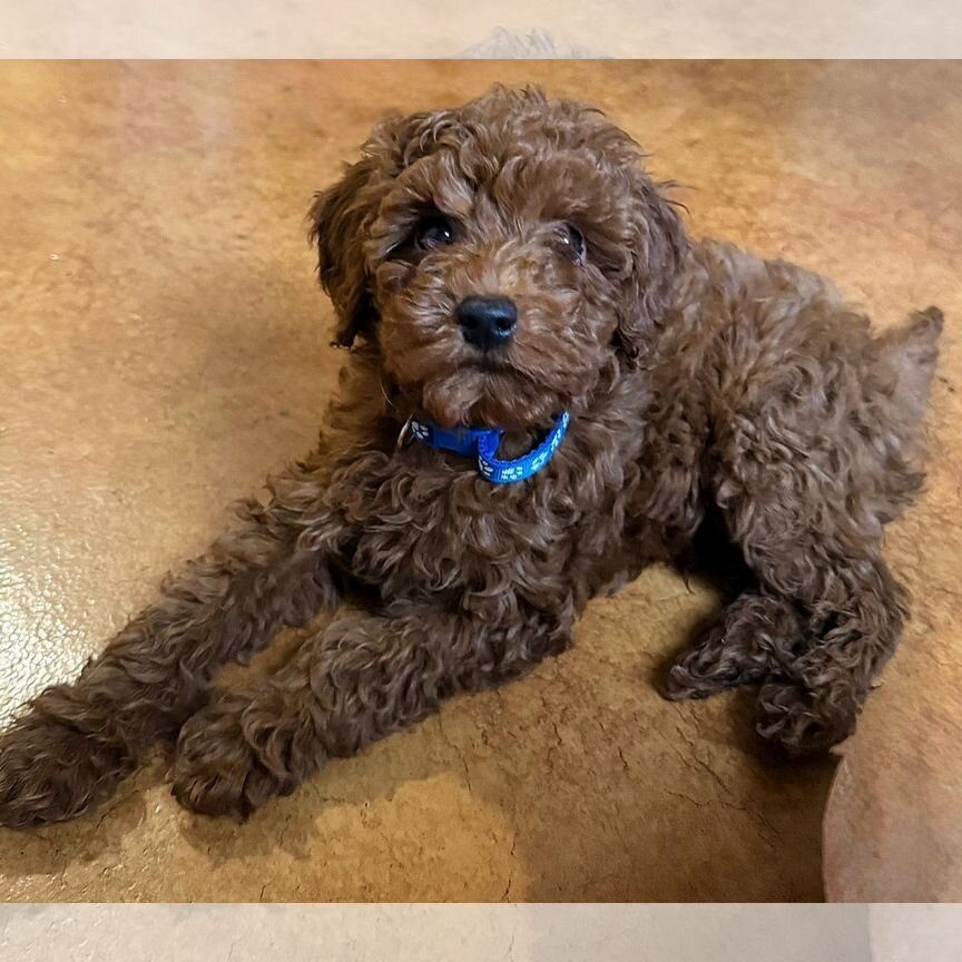 Той-пудель, щенок