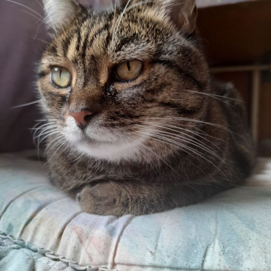 Кошка Муся в добрые руки. Бесплатно