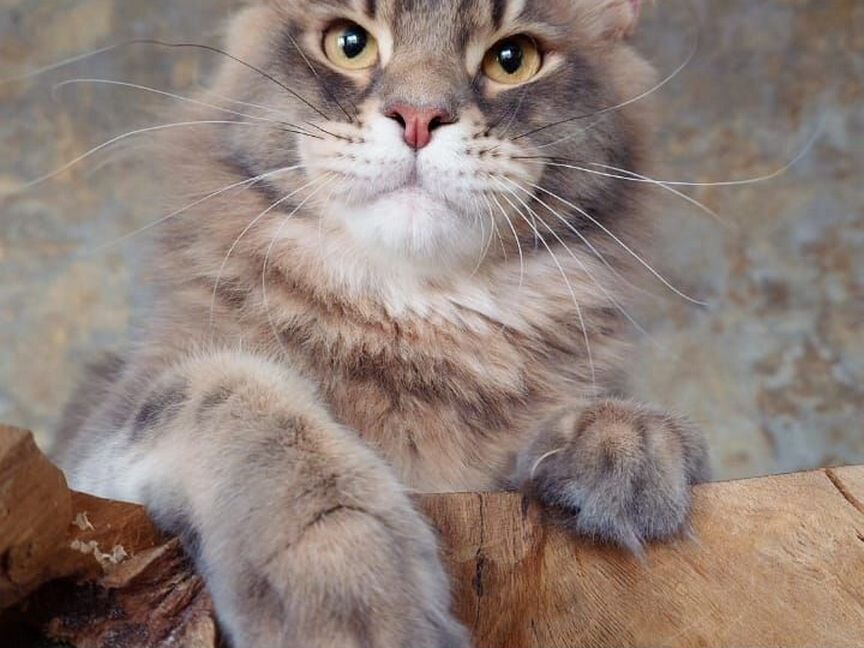 Котик мейн-кун