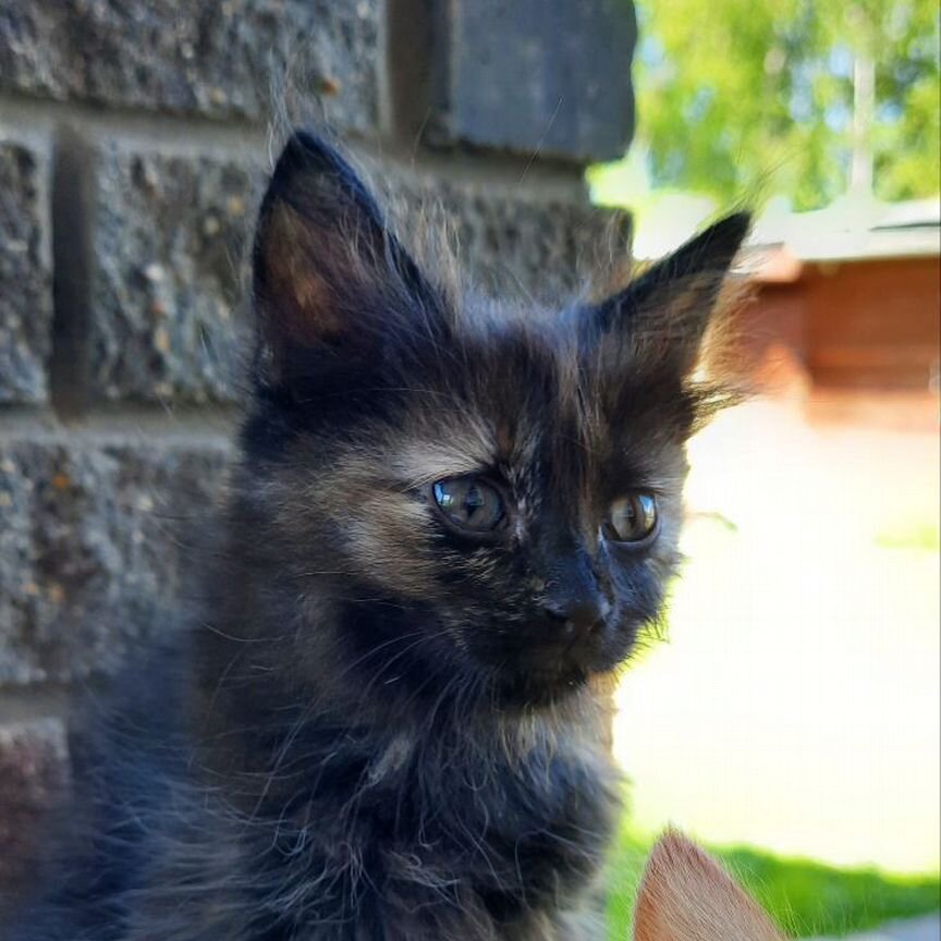 Бездомная красотка