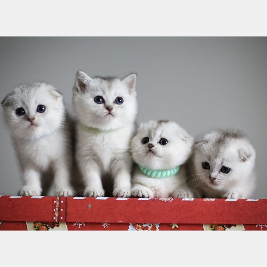 Котята шотландские серебристая шиншилла