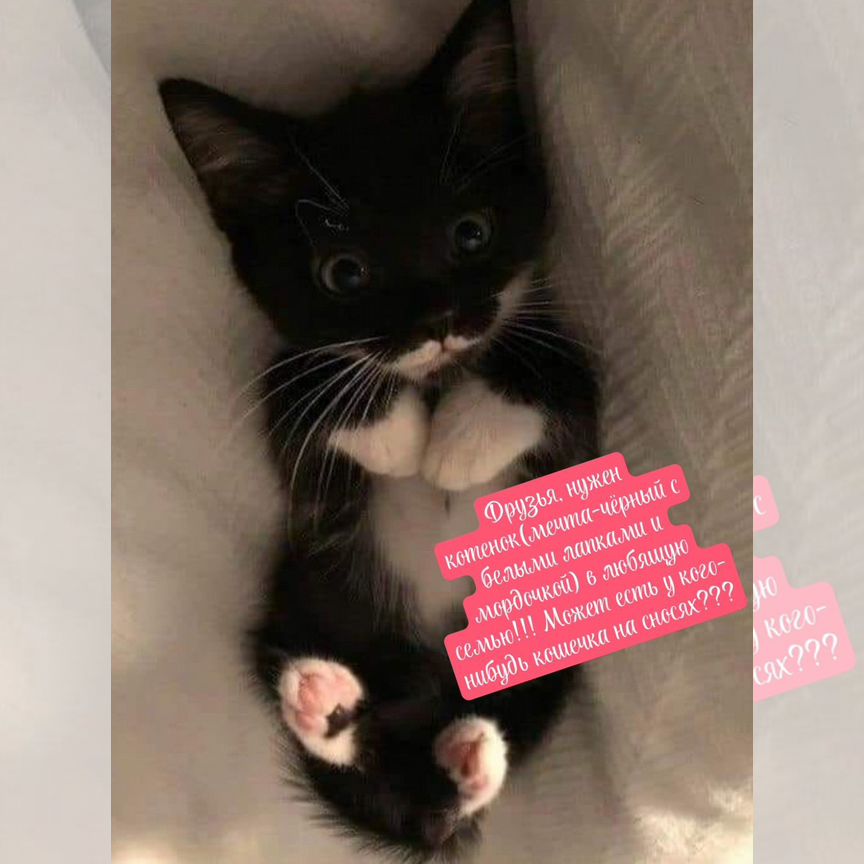 Котёнок в добрые руки