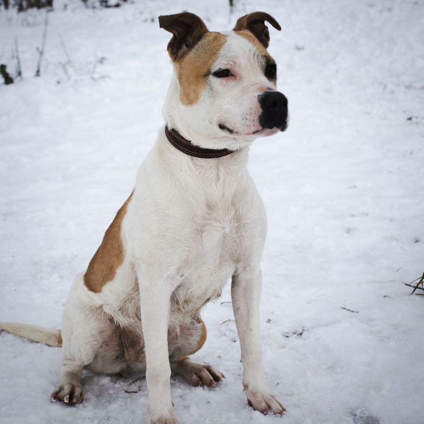 Жизнерадостная Мейв в добрый руки