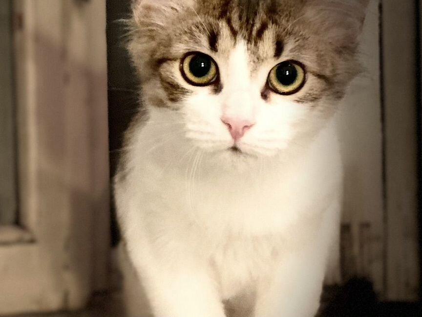 Котенок девочка Симка в добрые руки